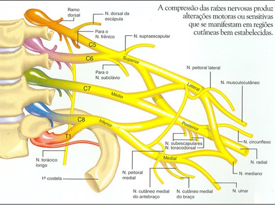 Blogão de Fisio: PLEXO BRAQUIAL