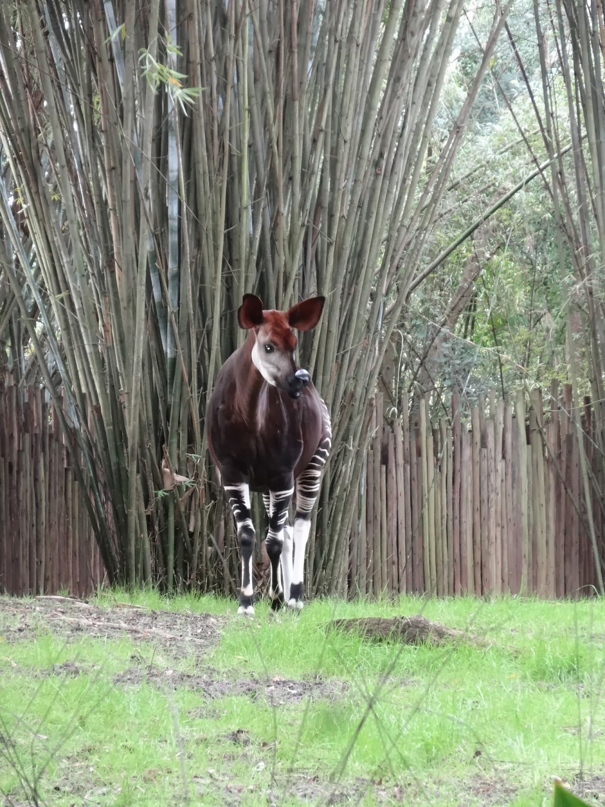 Stu @ the Zoo: In Focus - Okapi