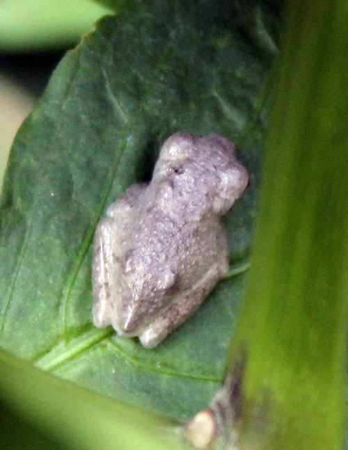 Baby Grey Tree Frogs
