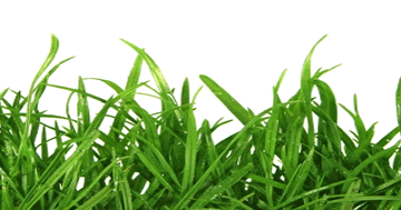 Tren Gaya 36+ Gambar Kartun Rumput Besar