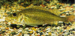 Great Lake Invaders: List of Species Threatened by the Eurasian Ruffe