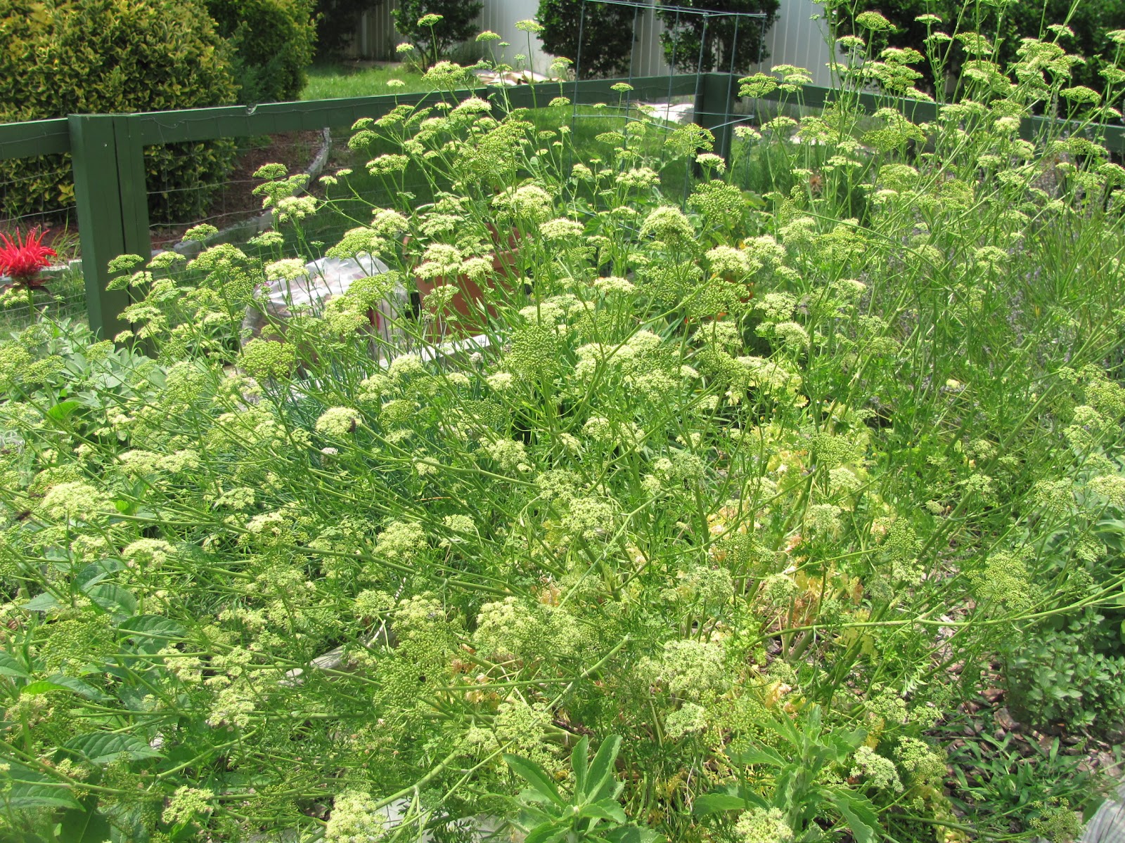 Homesteading on the Homefront: I'm Baaaaack!