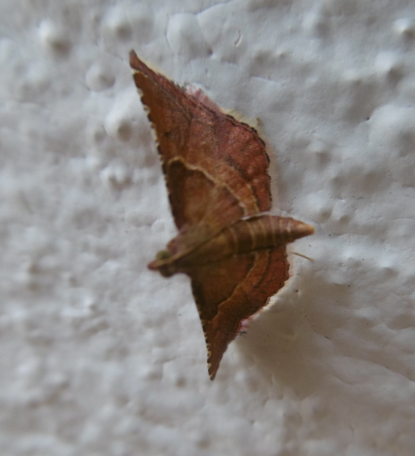 Martin's Moths: Holiday moths