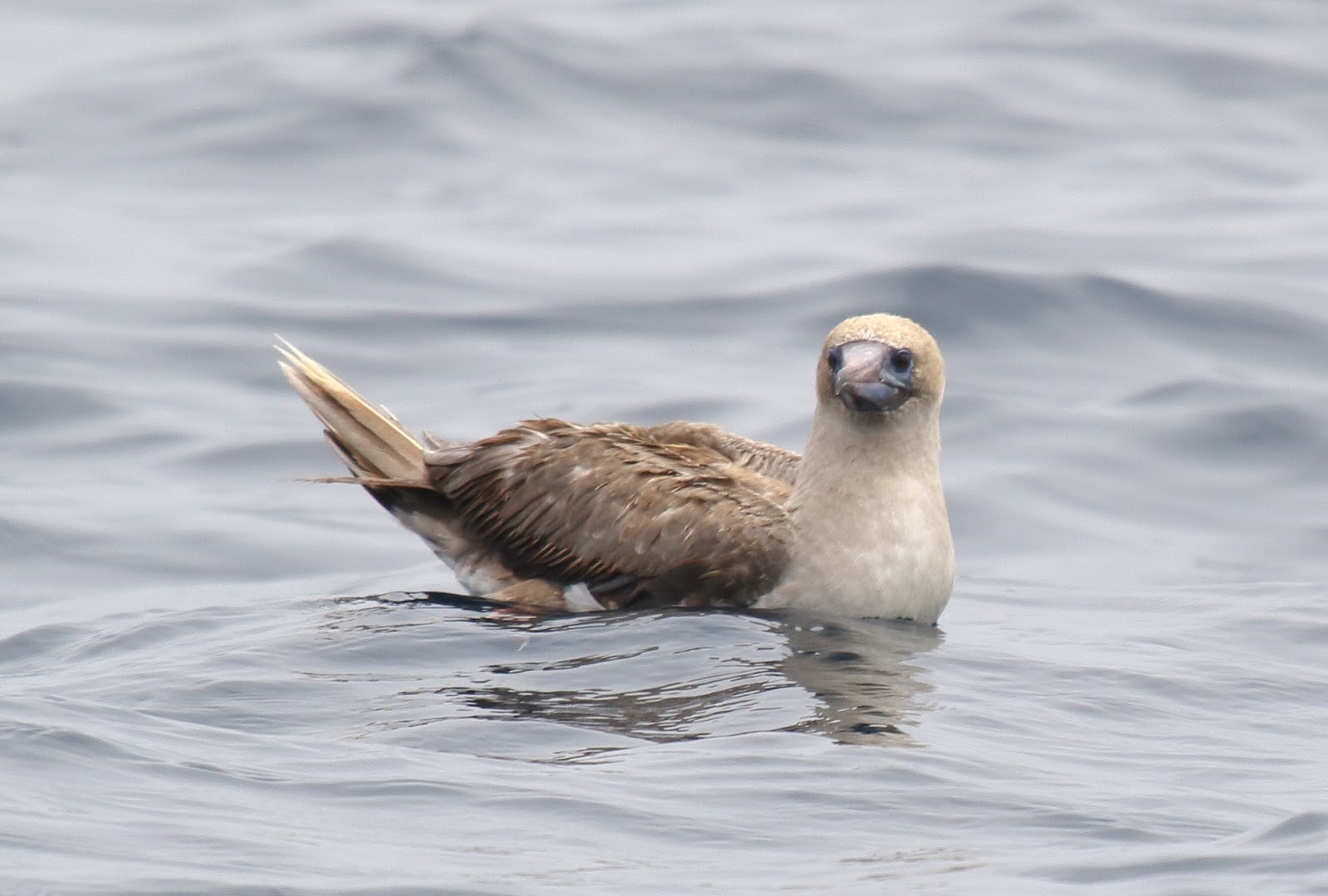 Red-footed Booby at sea - Greg in San Diego