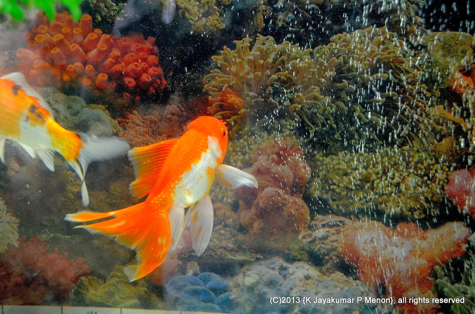 My Dreams and Journey: Animals at Noman Zoo, Oman