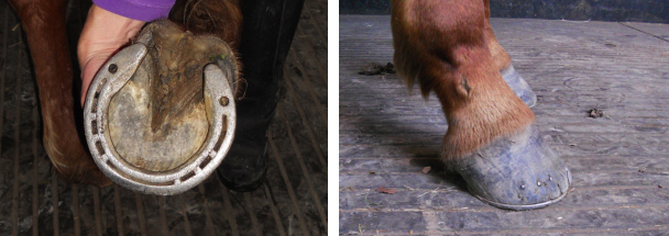 Paardenhoeveninfo: Hoefhelp: Cassie