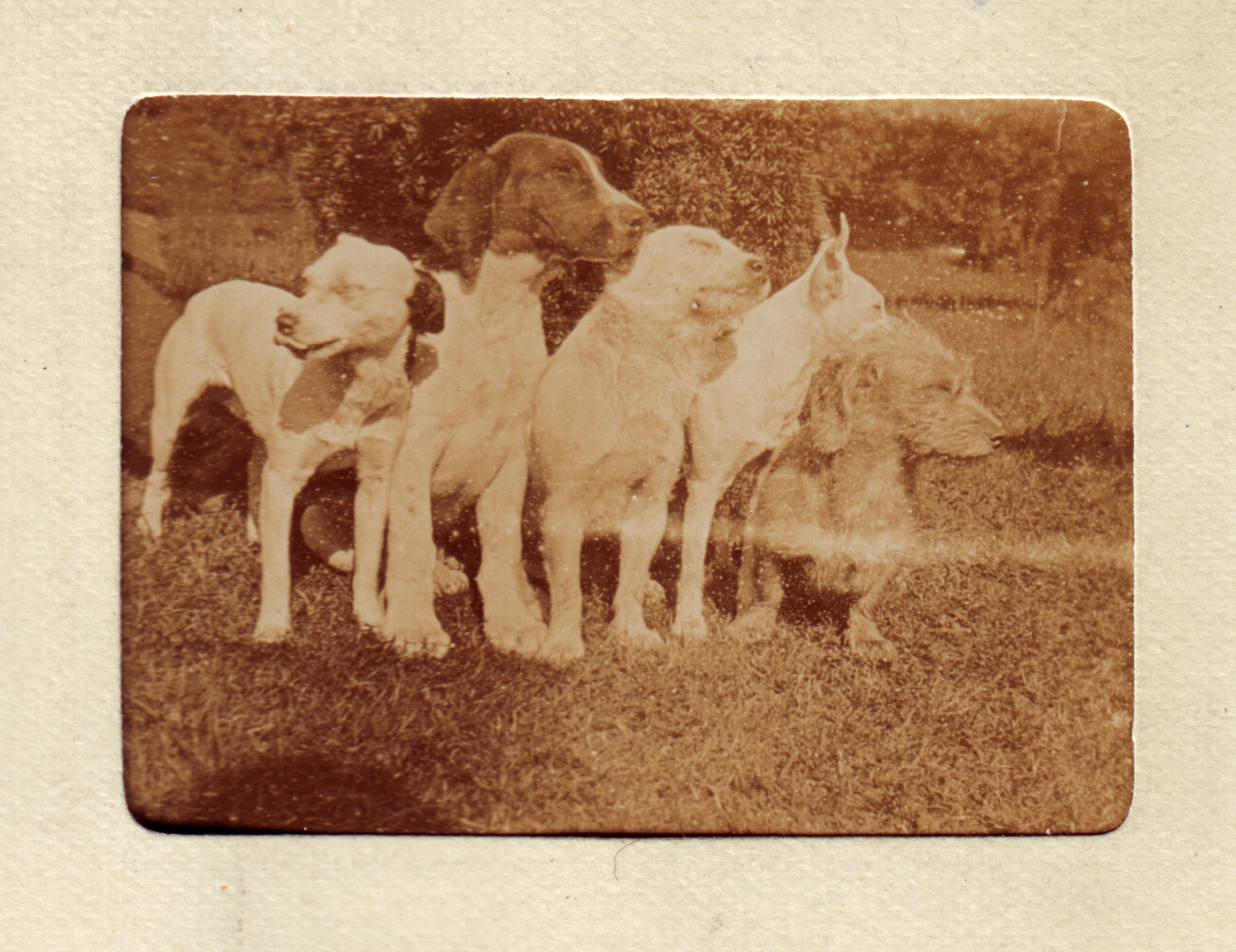 The Scottish Genealogy Blog Dog Tax the-scottish-genealogy-blog-dog-tax