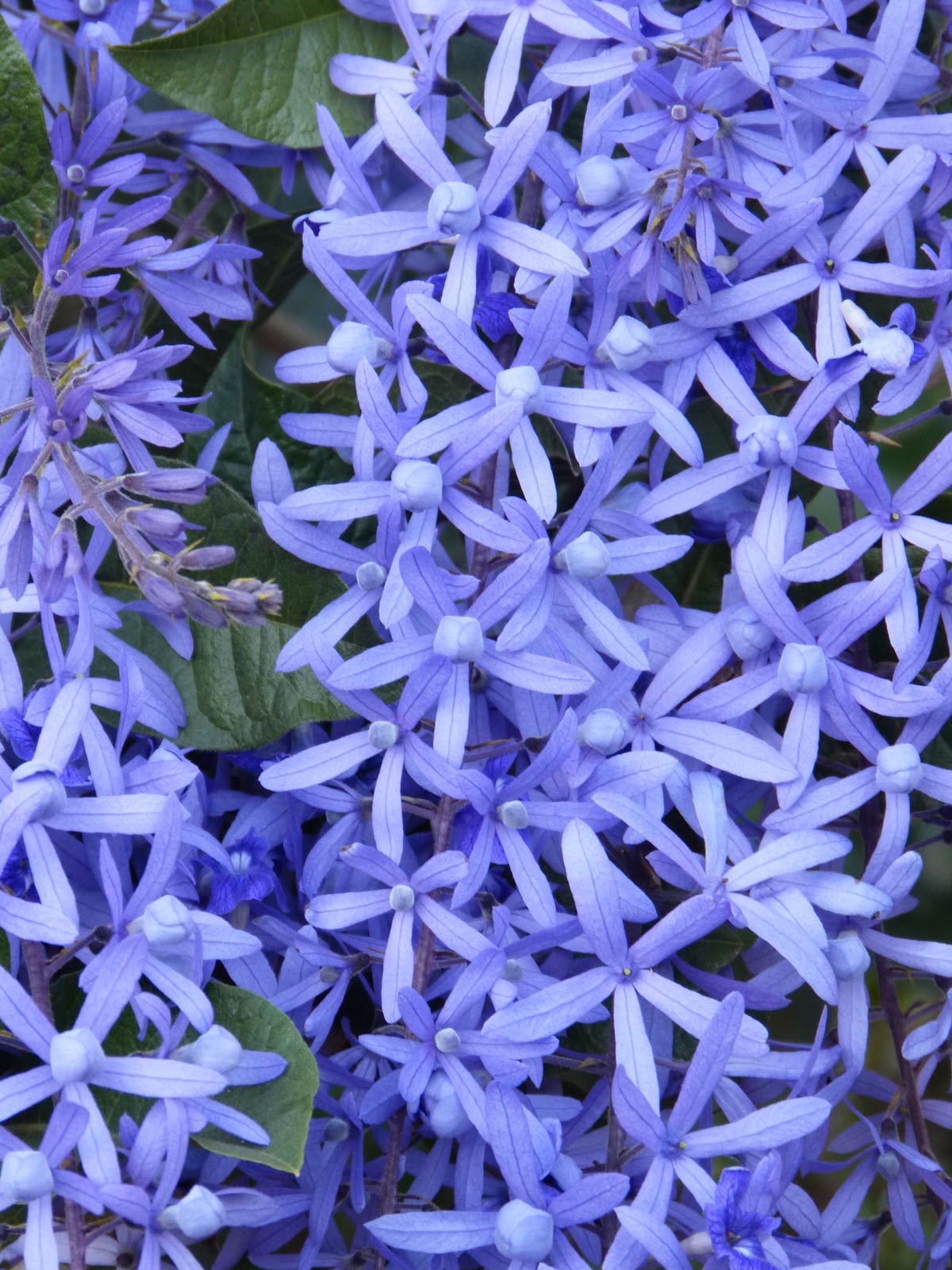 PLANTAS INCRÍVEIS: A PETRÉIA-GIGANTE (Petrea racemosa,Nees)