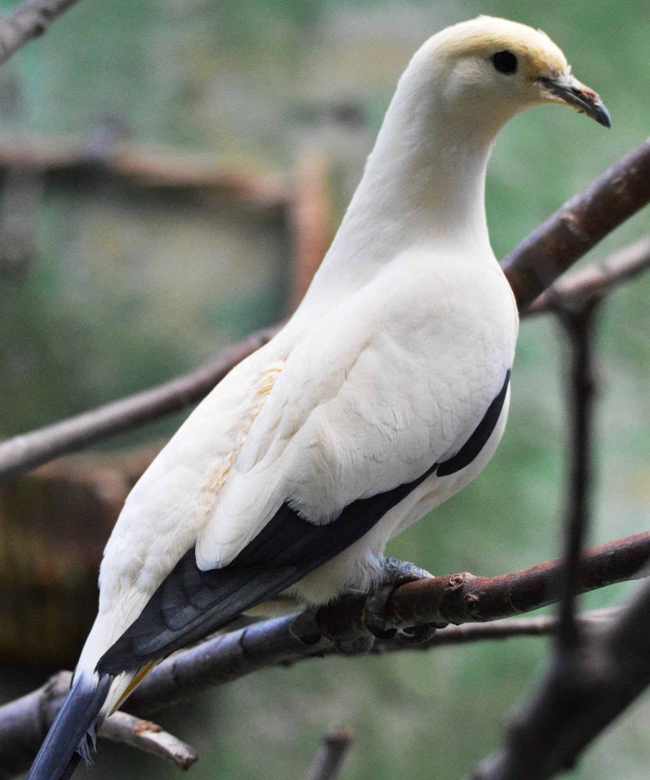 Jaumenatura: Dúcula imperial