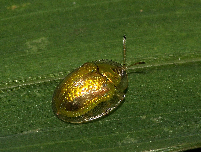 The Tortoise Beetle - Amazing Metallic Arthropods | The Ark In Space