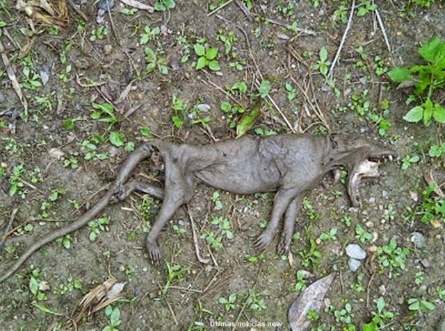 Mundo y Vida Real: ¿ Existe el Chupacabras