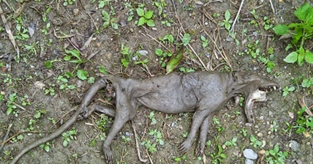 Mundo y Vida Real: ¿ Existe el Chupacabras