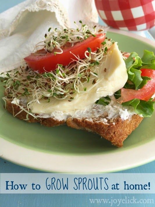 How to GROW SPROUTS at home: A year-round food source that's fast and ...