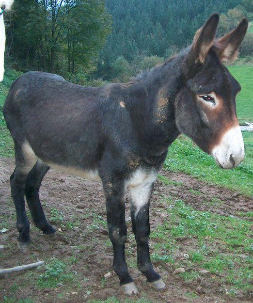 El Blog De Tuico: tuico y los burros