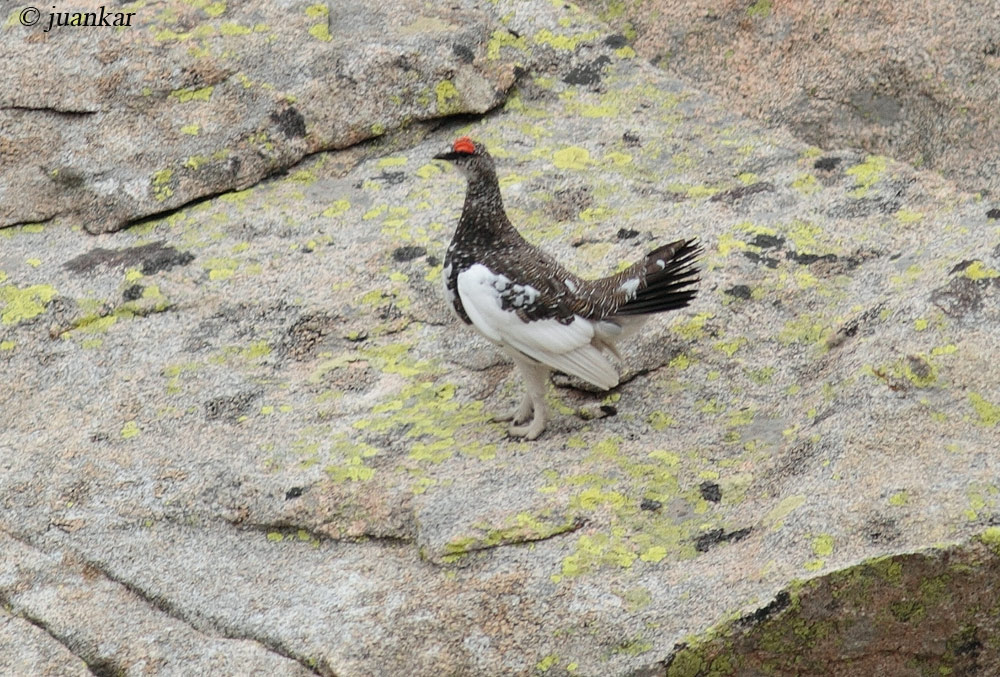Miradas Cantábricas: Perdiz nival volando