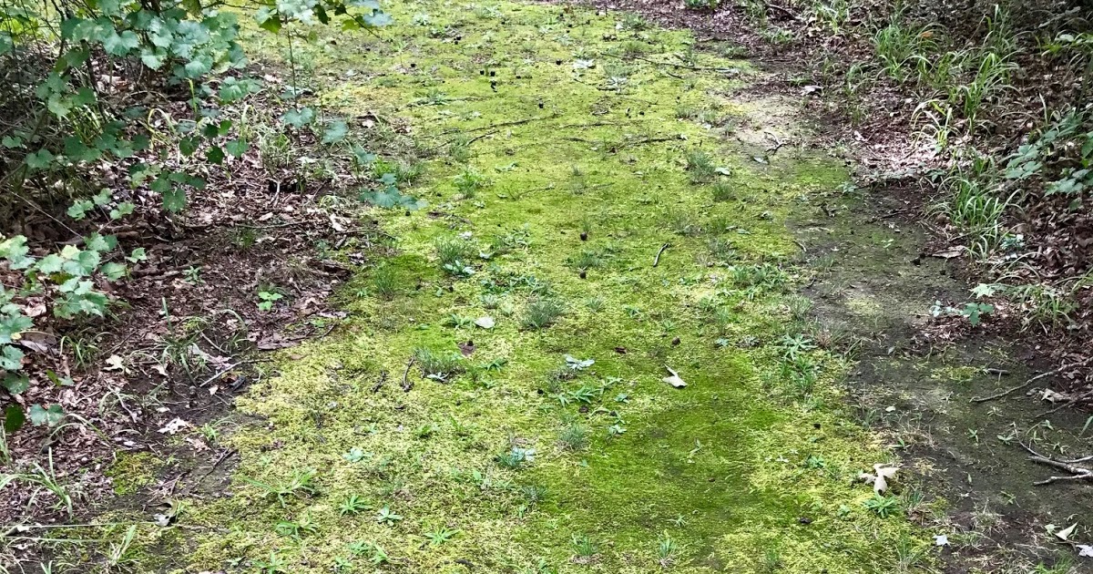 Transformation Information: Mossy Path