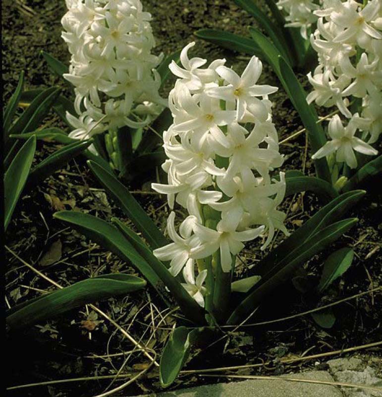 Beechwood Landscape Architecture and Construction: Hyacinth, Featured ...