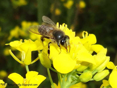 Apis cerana-Asian Honey Bee | Nature, Cultural, and Travel Photography Blog