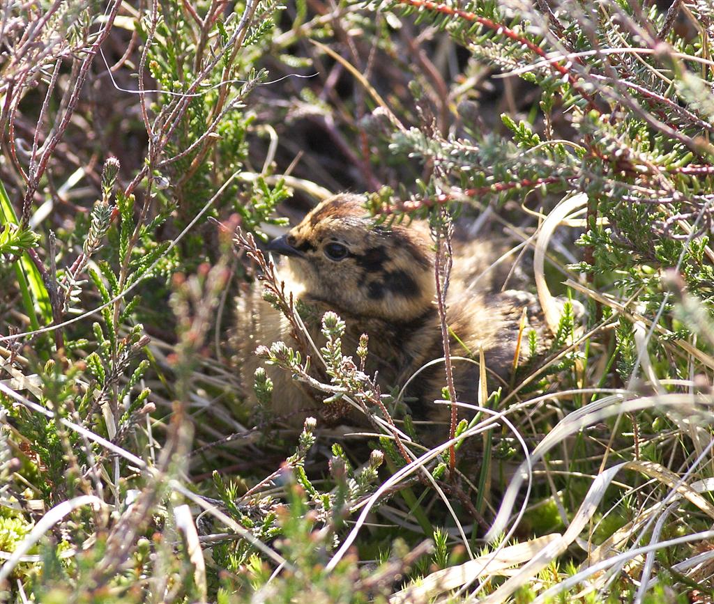South Tyneside birder (sometimes when I can).: Muggleswick- a short visit.