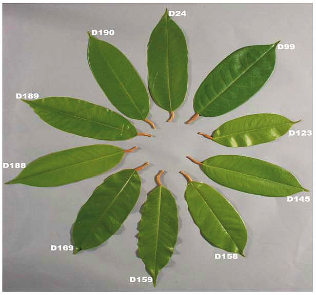 Durian Info: Botany of The Common Durian