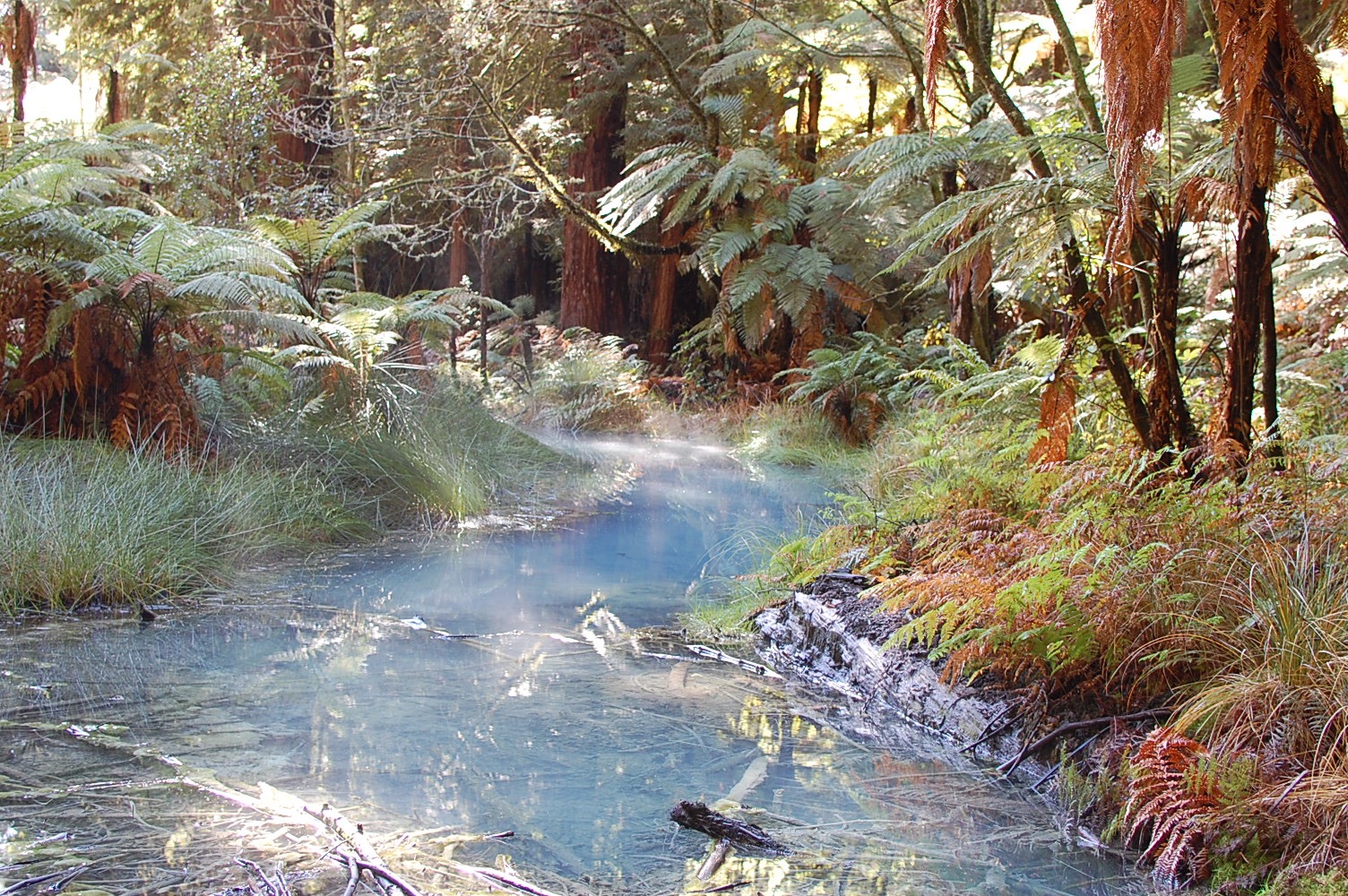 THE ROAD TAKEN : Walking The Rotorua Redwoods
