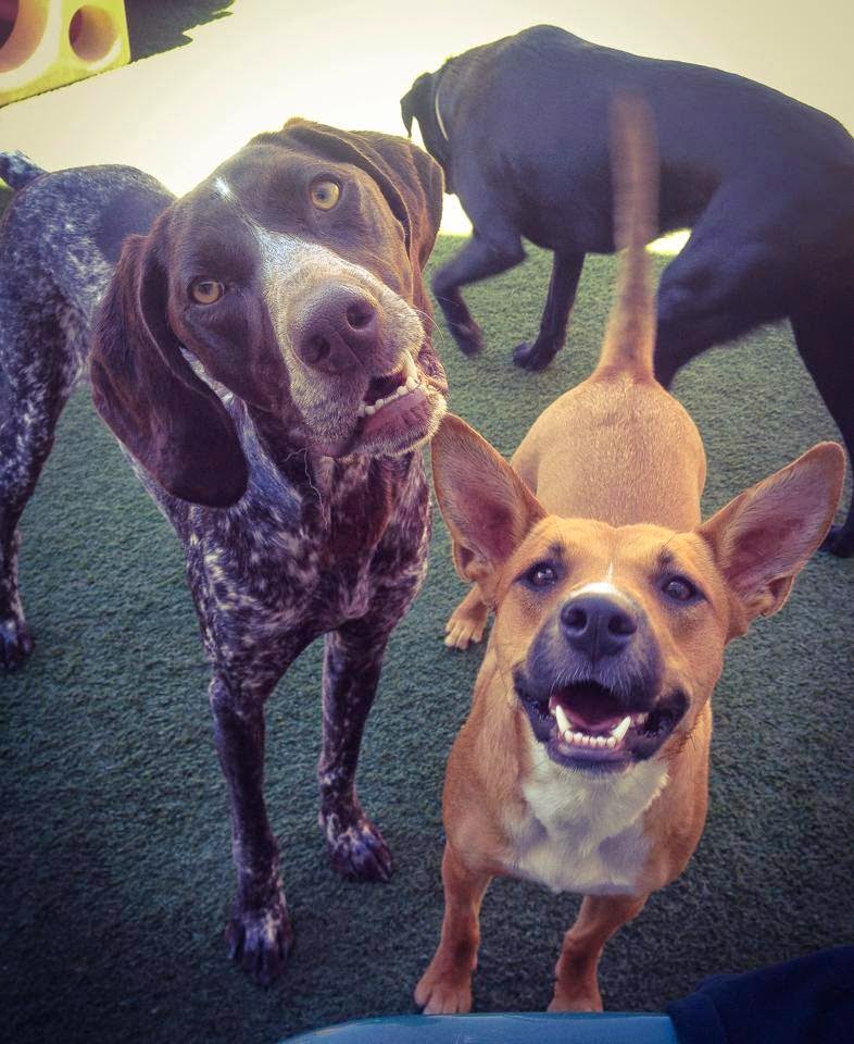 Bark City Doggy Daycare: Dogs on Deployment