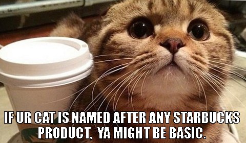 Great Cats Be Funny BLOG: Basic Cats are funny too, right?