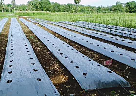 Jenis Mulsa Dan Manfaatnya