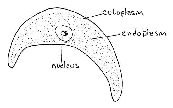 All about microbes!: Protozoa