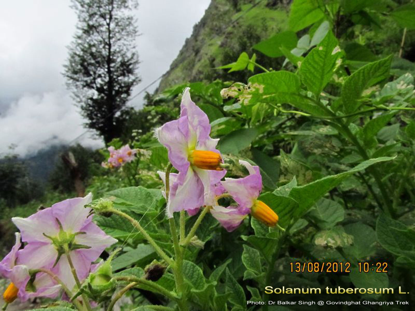 Medicinal Plants: Solanum tuberosum - Potato