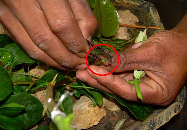 Cara Menyetek Tanaman Bunga Kertas Untuk Pemula