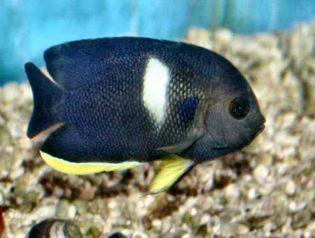 Fish Pictures: Keyhole angelfish - Centropyge tibicens