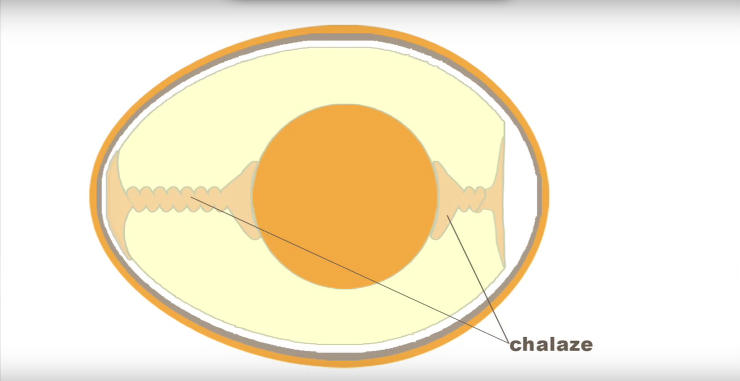 Pentru Suflet: Iata ce reprezinta linia alba din interiorul oului crud...
