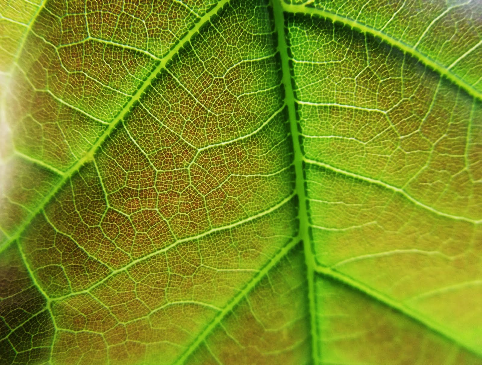 Ambiguous Photography: Nature Walk