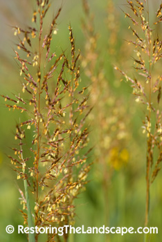 Restoring The Landscape With Native Plants: Native Plant of the Week ...