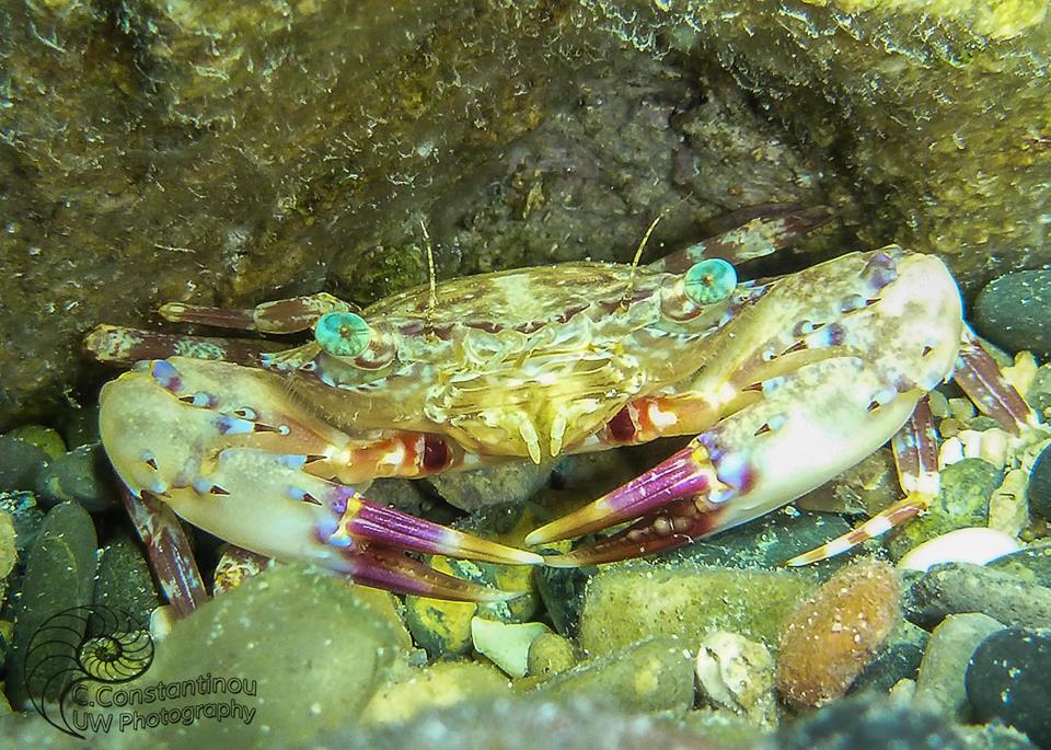 Biodiversity of Cyprus by NGO Protection of the Natural Heritage and ...