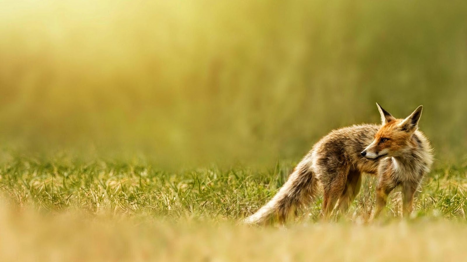 Fox - HD Wallpapers | Earth Blog