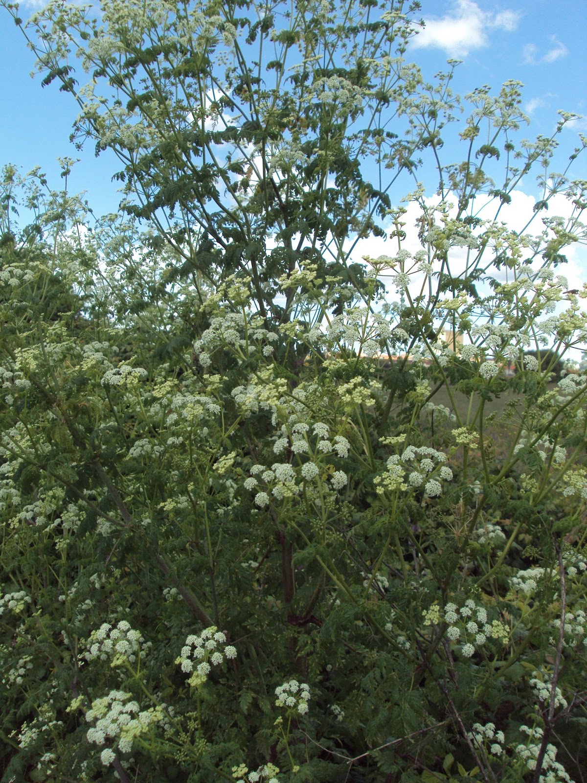 Entre jaras y encinas: Plantas con flores de color blanco o crema