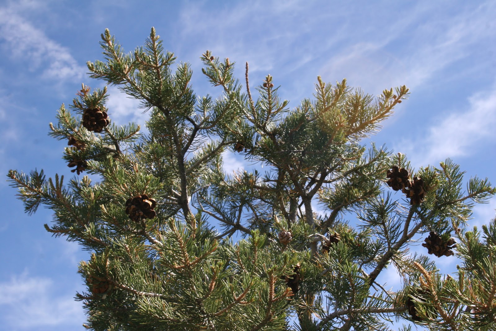 Southwest Explorations: Pinyon Pine