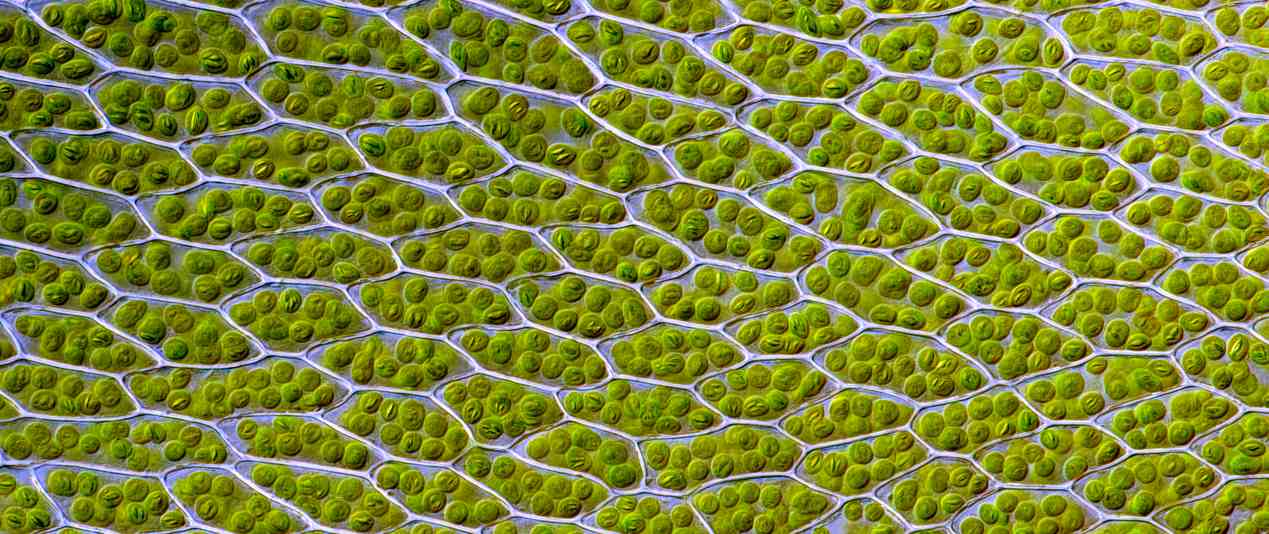 Los cloroplastos - Biología