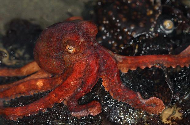 Marine Life: East Pacific Red Octopus