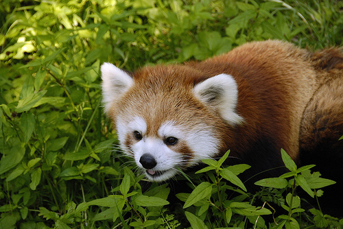 Ontario Tourism: Toronto Zoo