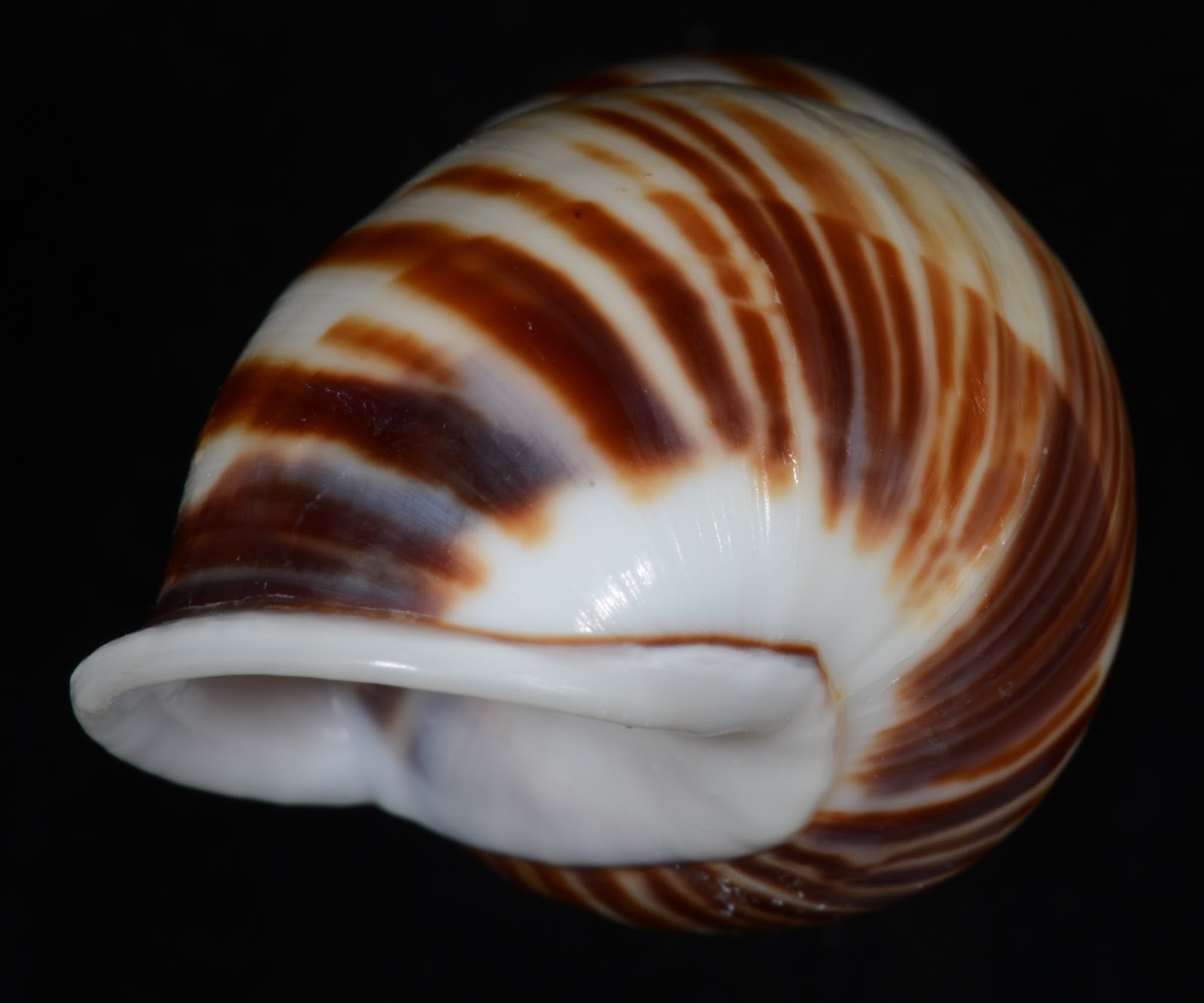 Dr. Lee's Gallery Museum: Amphidromus perversus borneensis 47.25mm