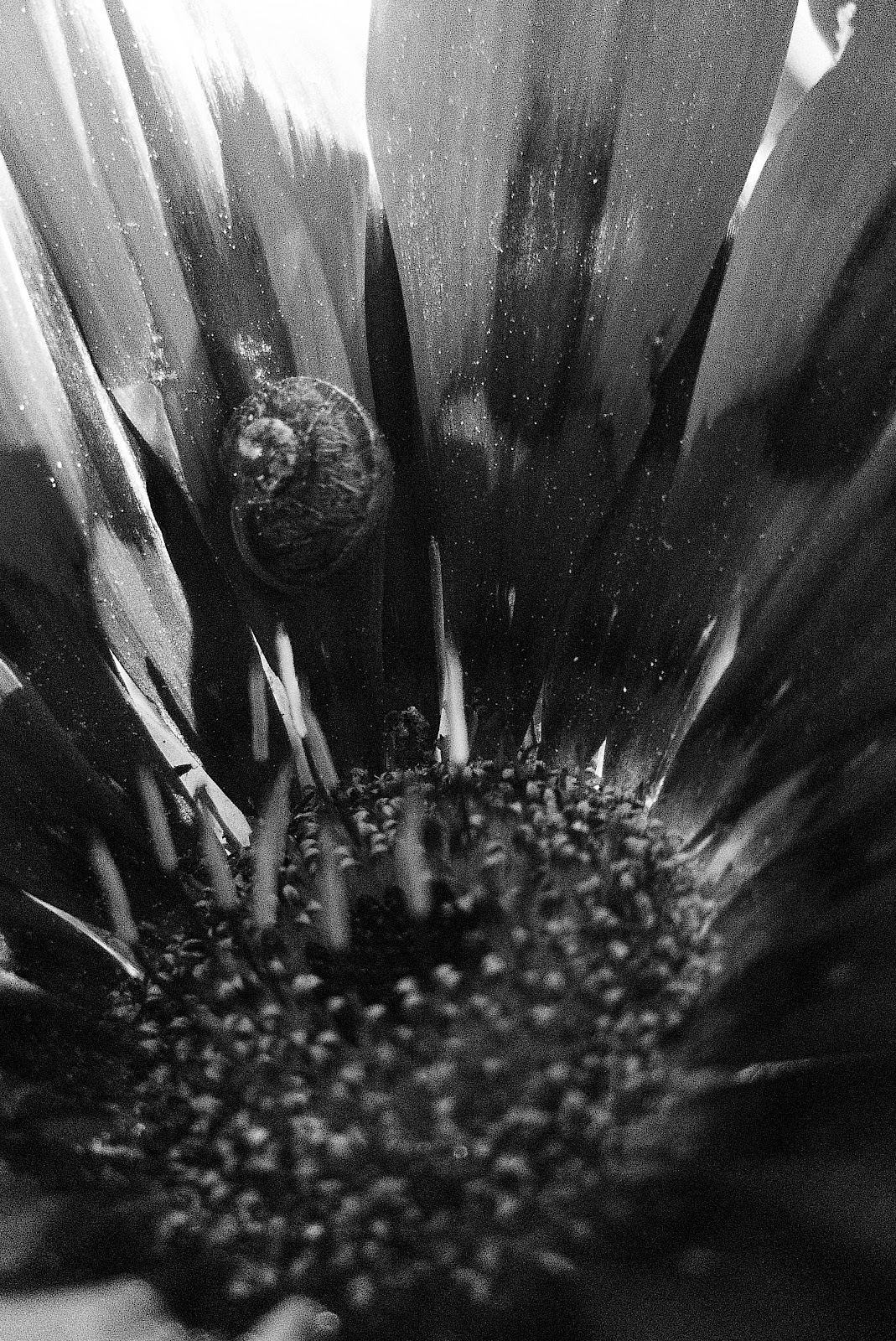 Fotografía Artística: Blanco y Negro
