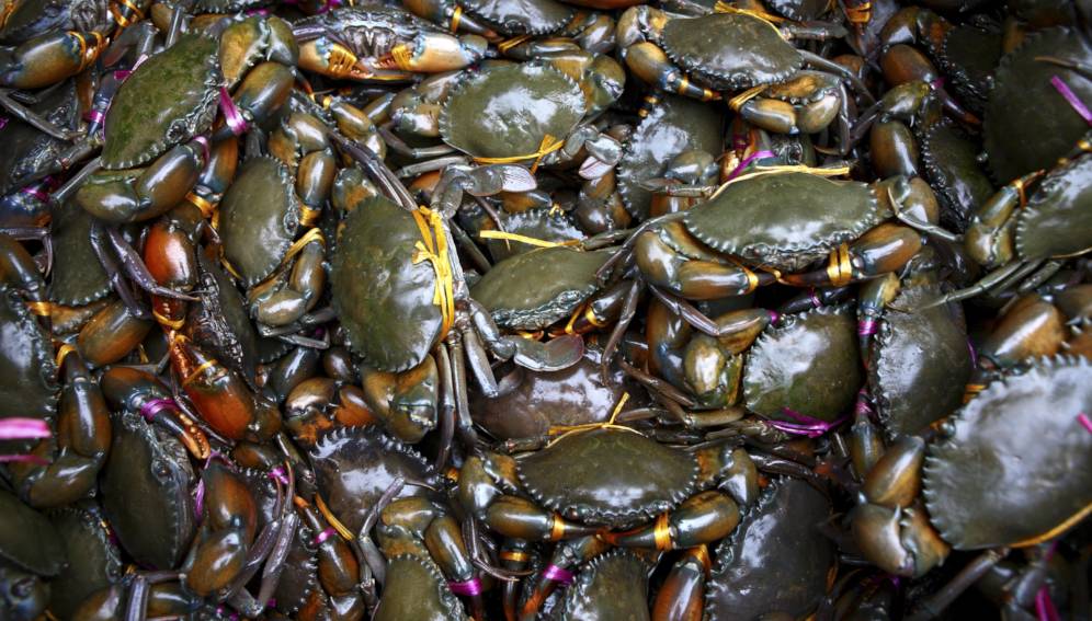 Crab Production by Country - Live Fresh Mud Crabs, Mud Crab Farming In ...