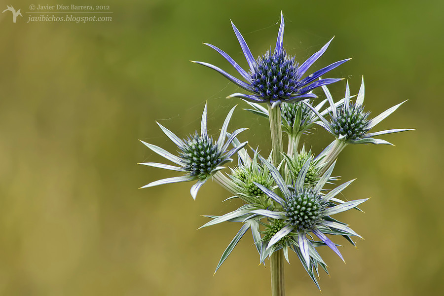 Bichos y plantas de León: Cardo azul