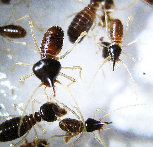 Photos and Info on Ants and Termites of Malaysia: Longipeditermes longipes