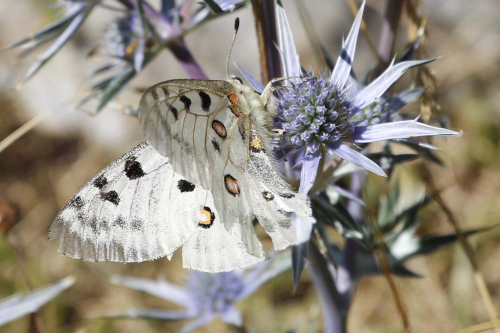Belén Menéndez Solar: PARNASSIUS APOLLO. La mariposa de los glaciares.