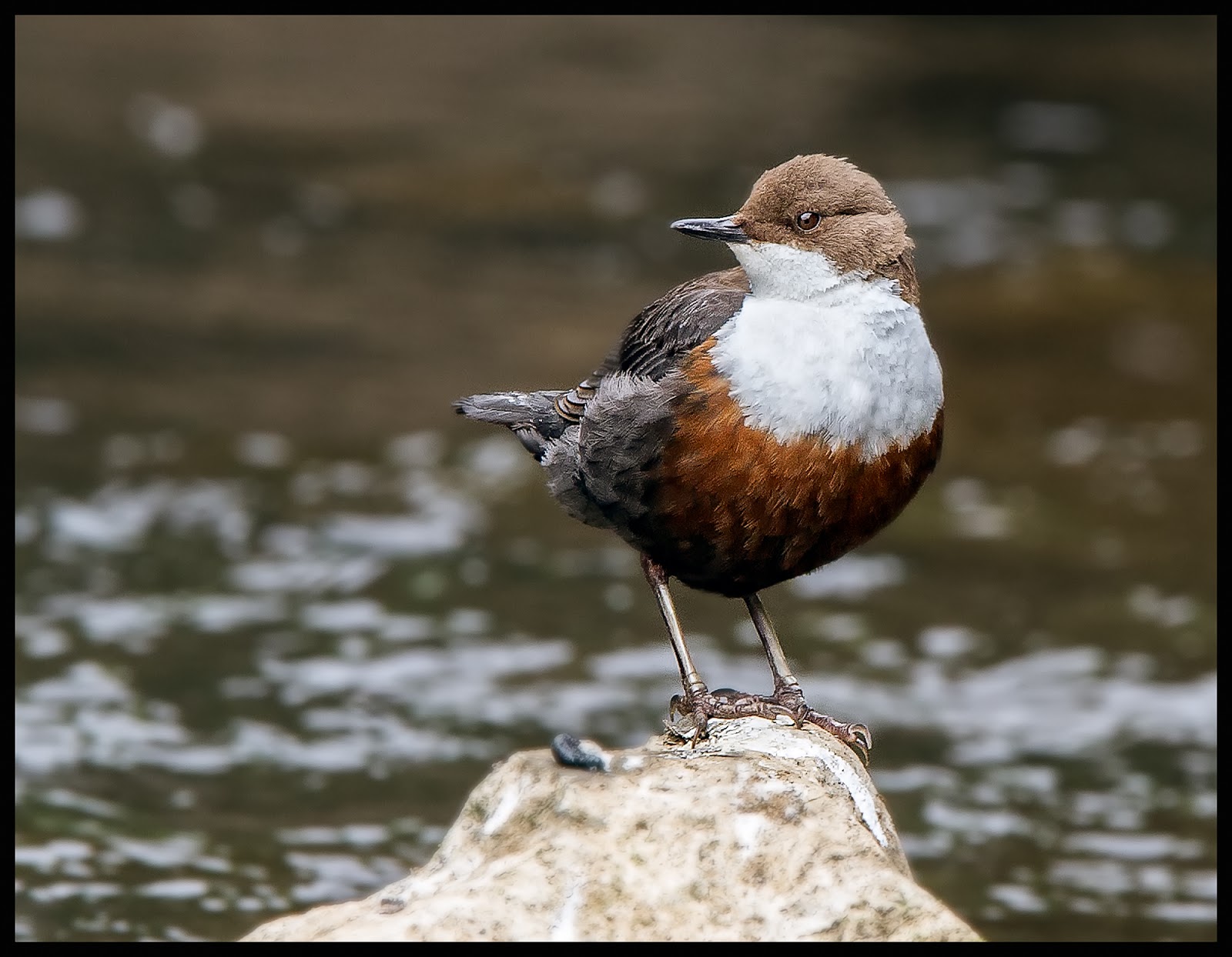 South Wales Birding.: Dippers and Buntings