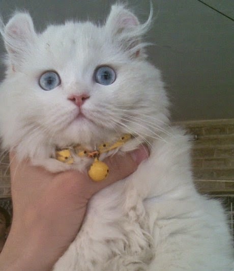 صور القط الشيرازى المون فيس Shirazi cat Moon Face